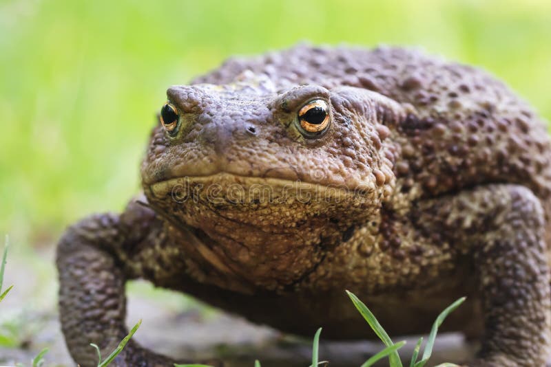 Big Fat Toad Crawling Along a Dirt Path Stock Photo - Image of sitting ...