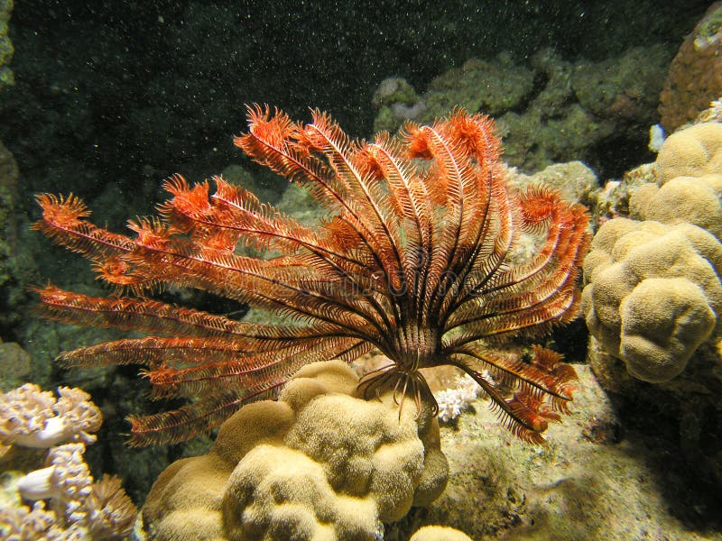 Big feather star fish stock photo. Image of aquatic, animal - 6480478