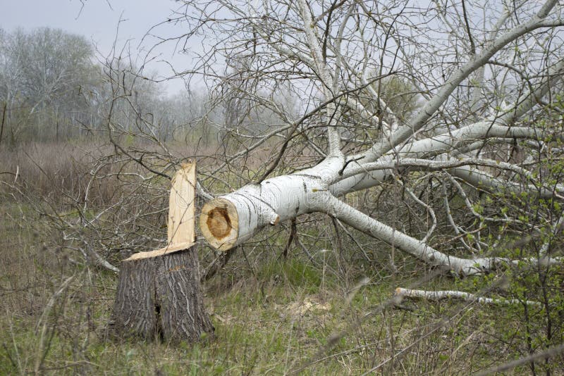 Big felled tree. stock image. Image of felling, branches - 187525195