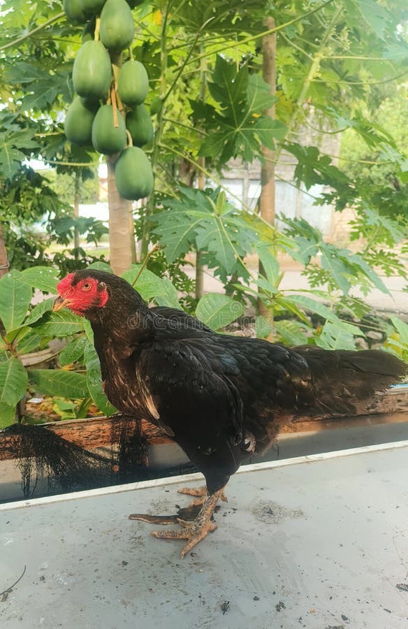 Big Female Chicken, Bangkok Type Stock Photo - Image of type, female ...