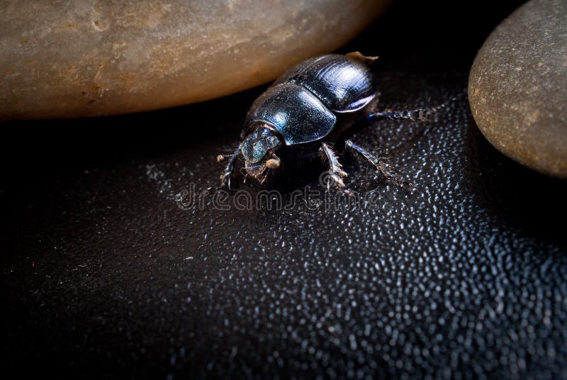 A Female Bug (stag Beetle) with a Wounded Paw. Crawling on the Asphalt ...