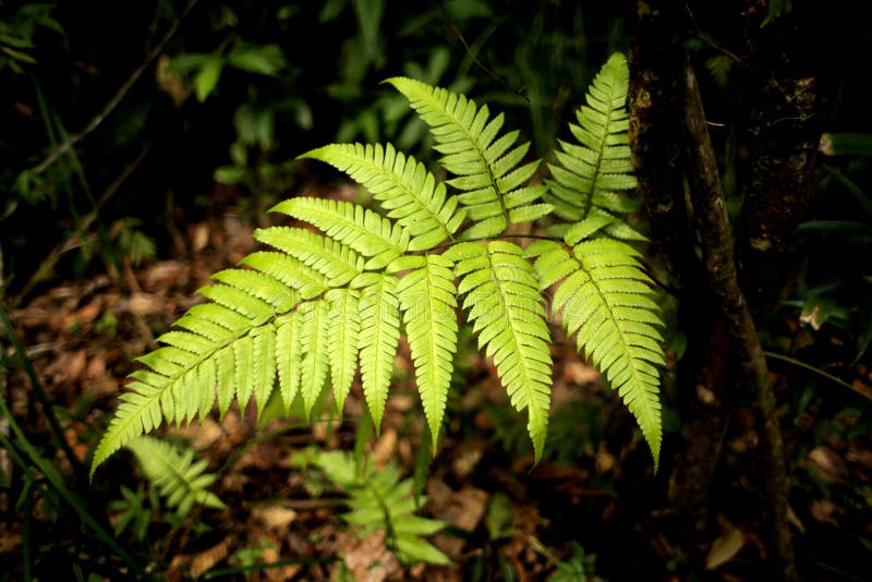 A Big Fern Leaf stock photo. Image of nature, environmental - 93730218