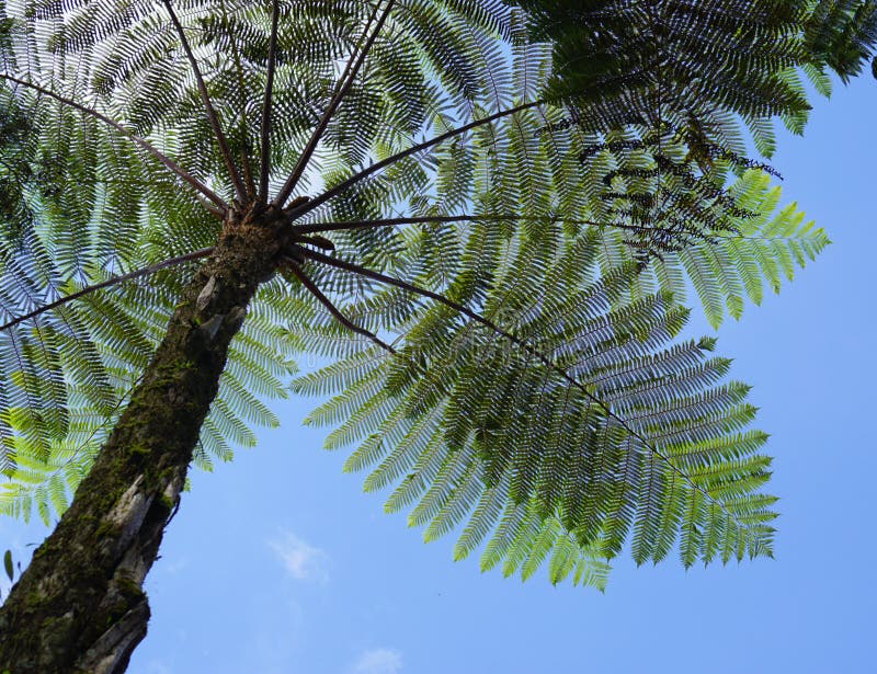 Big fern tree at the park stock image. Image of anthurium - 75016639