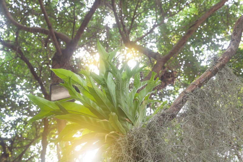 Big fern on the tree stock image. Image of fern, tree - 65653805