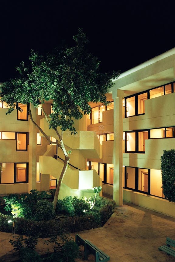 Big ficus. stock image. Image of plant, hotels, night, tree - 80719