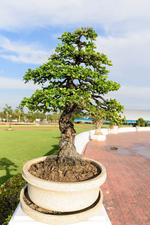 The Big Ficus Benjamina Tree Stock Image - Image of plant, java: 84290281