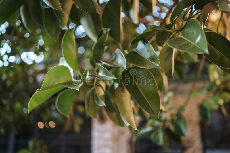 Big Ficus Leaves T the Evening Time Stock Photo - Image of decoration ...