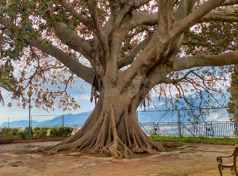 Big Ficus in a Monreale Garden Stock Image - Image of macrophylla ...