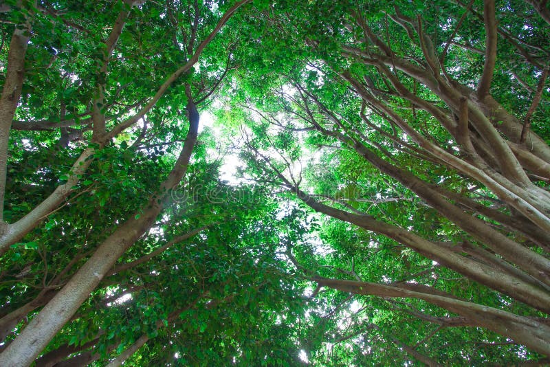 Big Ficus Tree stock photo. Image of plant, garden, intertwined - 69853626