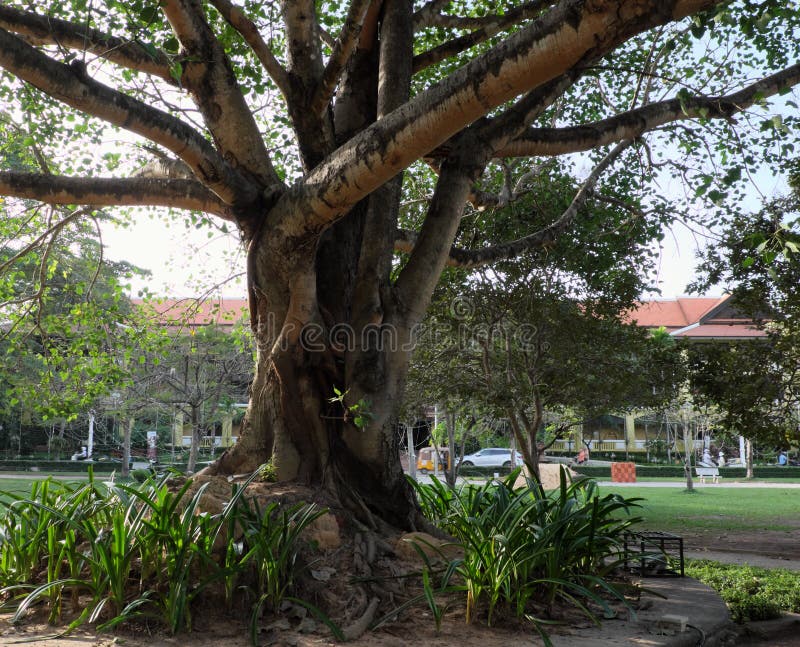 Big Ficus Tree in a City Park. Thick Tree Branches Stock Photo - Image ...