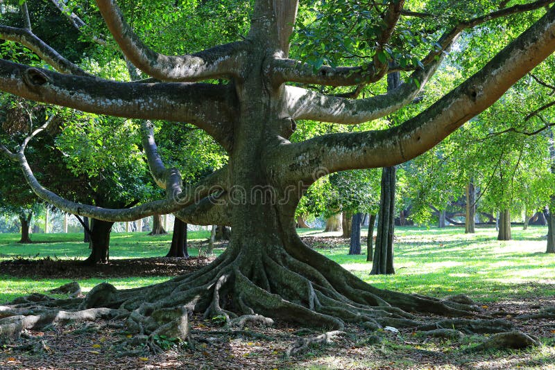 Big ficus tree stock photo. Image of root, outdoor, ficus - 91344244