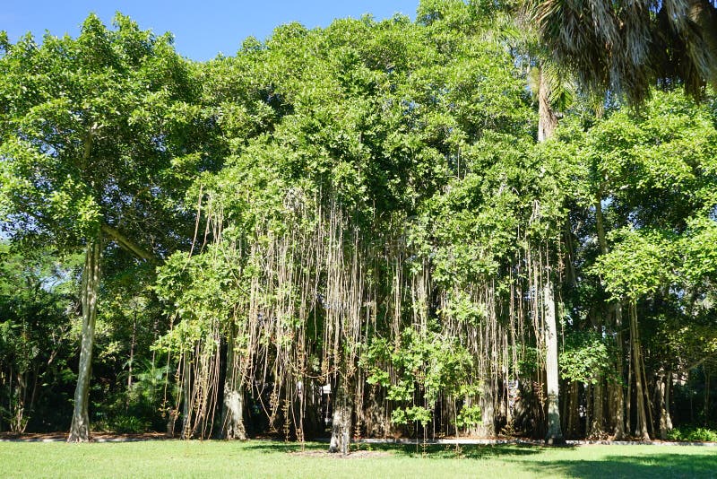 A Big Ficus Tree in the John Ringling Museum, Sarasota, FL Stock Photo ...