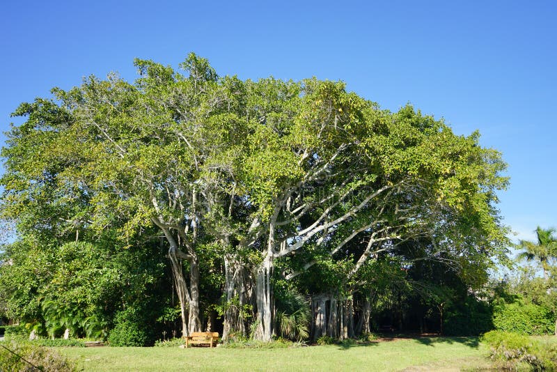 A Big Ficus Tree in the John Ringling Museum, Sarasota, FL Stock Photo ...