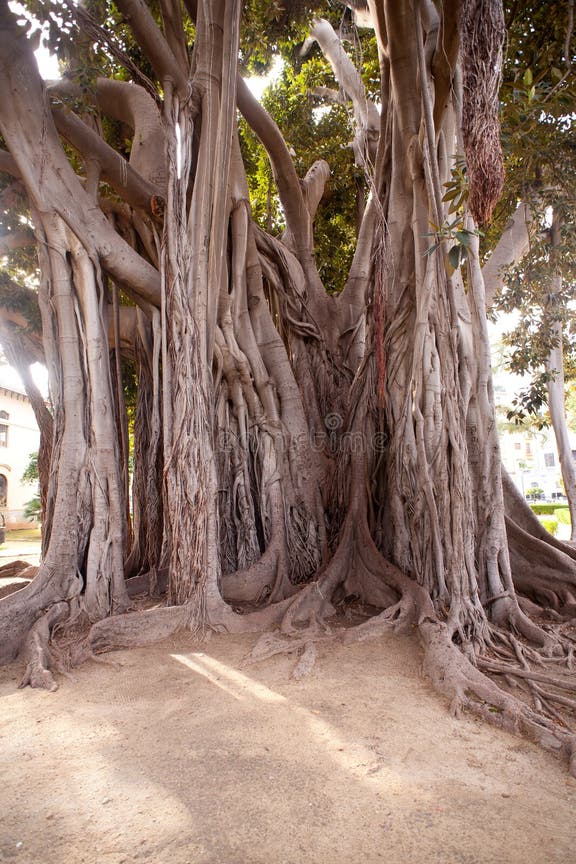 Big ficus tree in Palermo stock image. Image of vine - 26619423