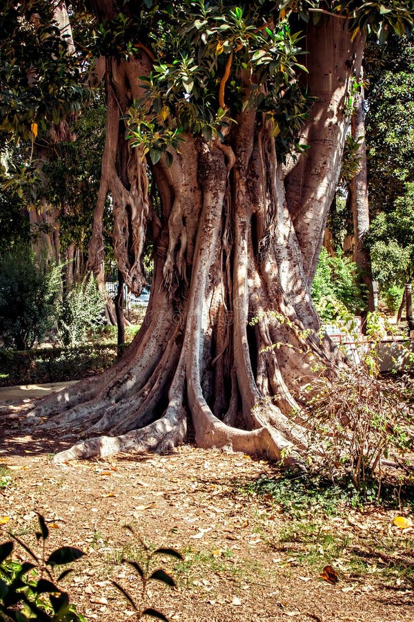 Big Ficus tree stock image. Image of giant, outdoors - 40271339