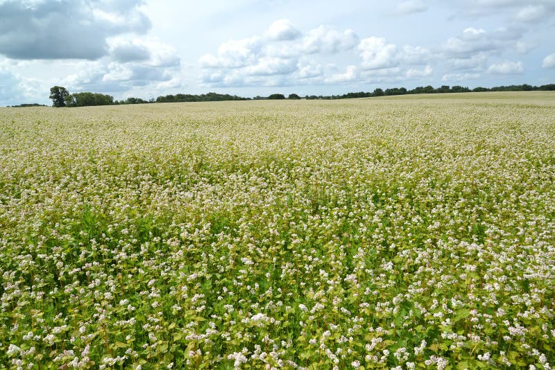 Big Field of the Blossoming Buckwheat. Summer Landscape Stock Photo ...