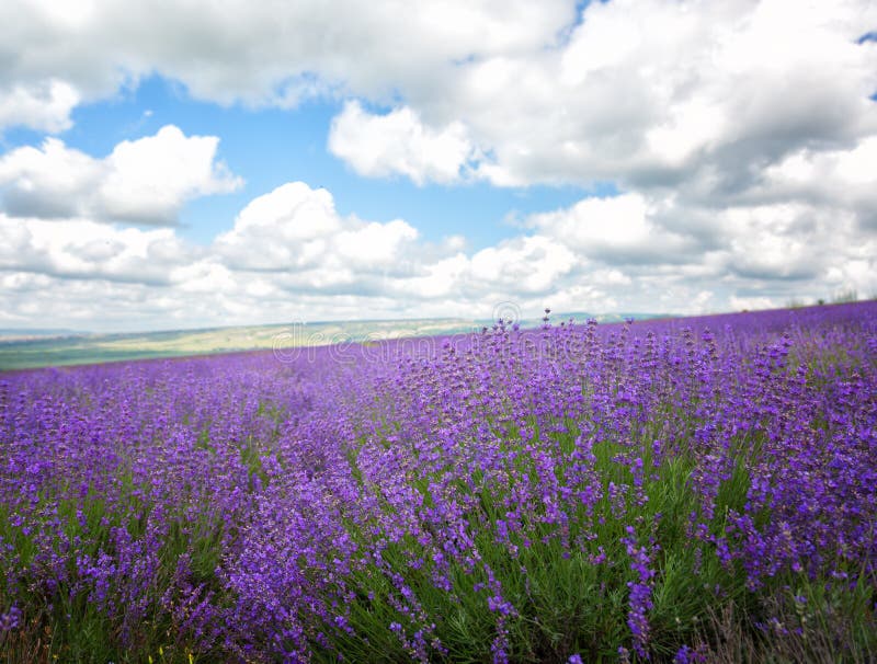 Big Field of the Blossoming Lavender Stock Photo - Image of blossoming ...