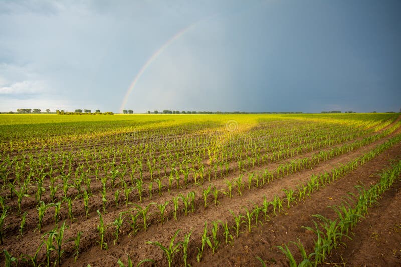 160 Rainbow Cornfield Stock Photos - Free & Royalty-Free Stock Photos ...