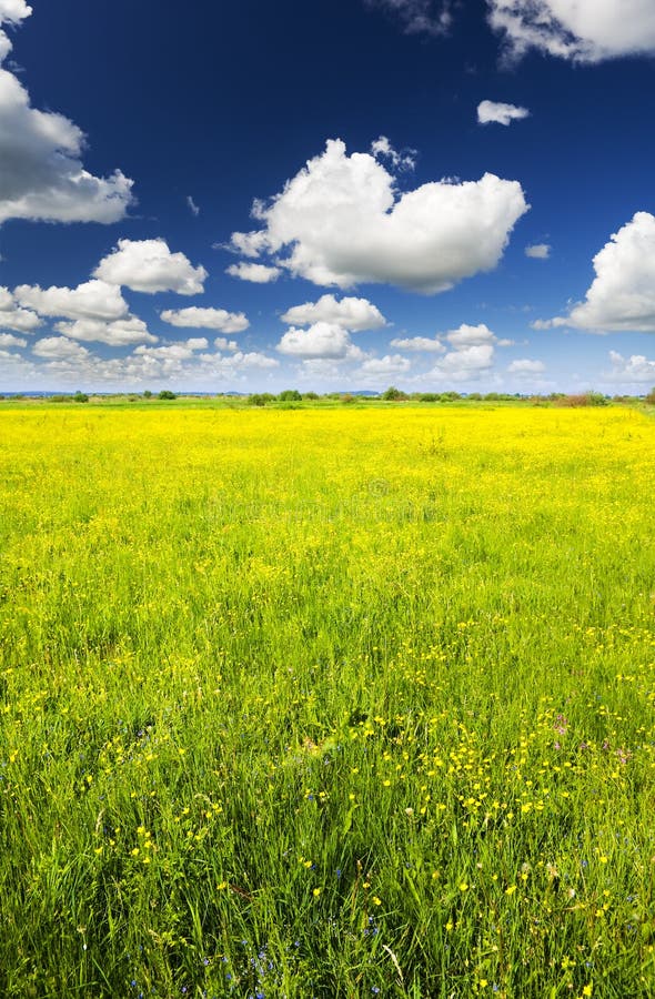 Big field of flowers stock photo. Image of morning, bright - 25838134