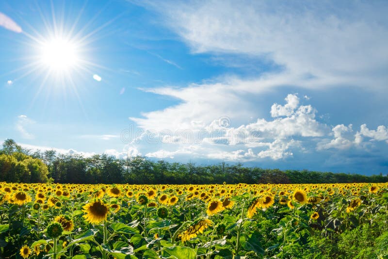 Big Field of Gold Sunflowers Under the Bright Sun and Blue Sky Stock ...
