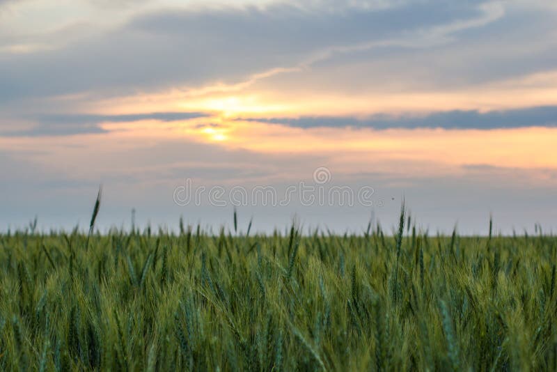 Big Field of Green Wheat in the Evening in Summer Stock Image - Image ...