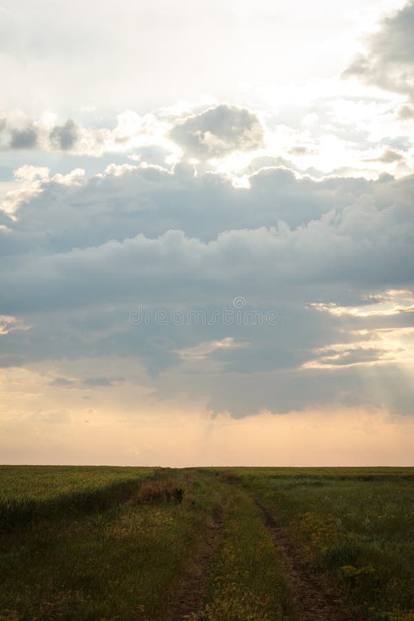 Big Field of Green Wheat in the Evening in Summer Stock Image - Image ...