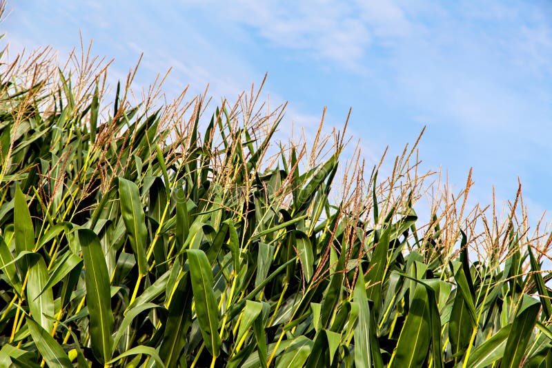 The Big Field of the Growing Corn Plants Stock Photo - Image of blue ...