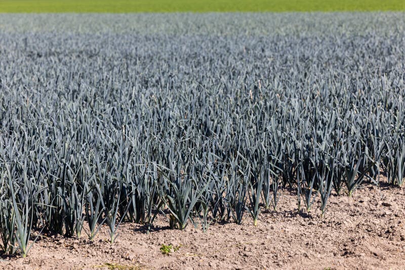 Big Field with Onion Plants Stock Photo - Image of onion, rows: 254245344