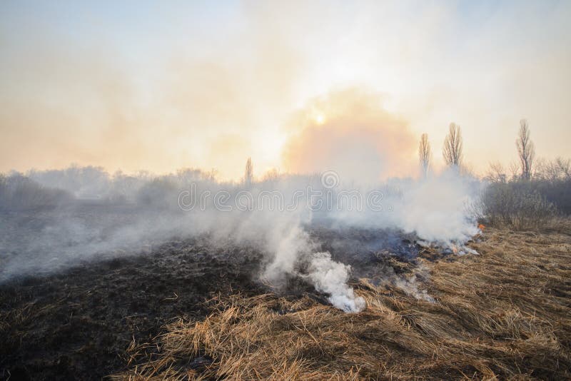 Big Field with Smoke after Wildfire Stock Photo - Image of disaster ...