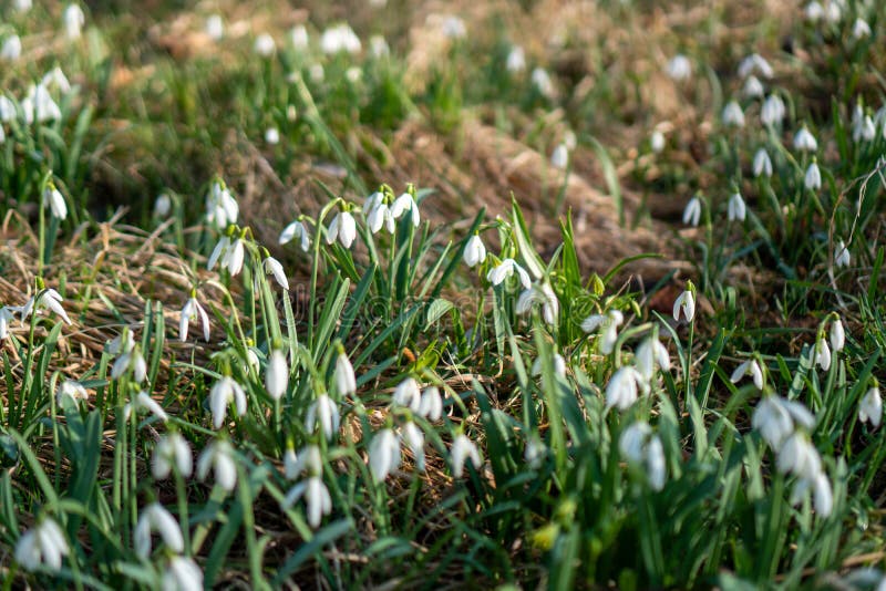 Big Field of Snowdrops in Park I Sunny Day in Spring Stock Image ...