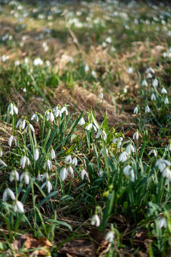 Big Field of Snowdrops in Park I Sunny Day in Spring Stock Image ...