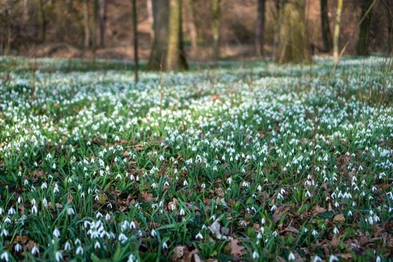 Big Field of Snowdrops in Park I Sunny Day in Spring Stock Photo ...