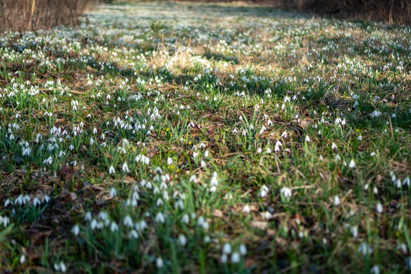Big Field of Snowdrops in Park I Sunny Day in Spring Stock Image ...