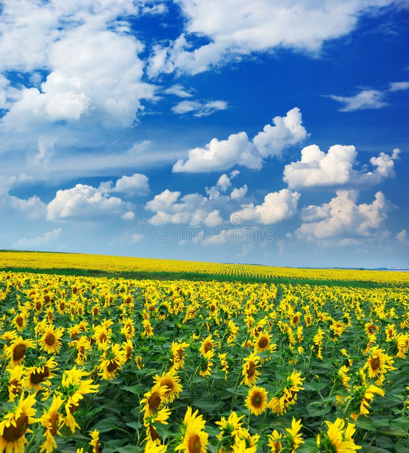 Sunflowers field stock image. Image of field, blooming - 43629835