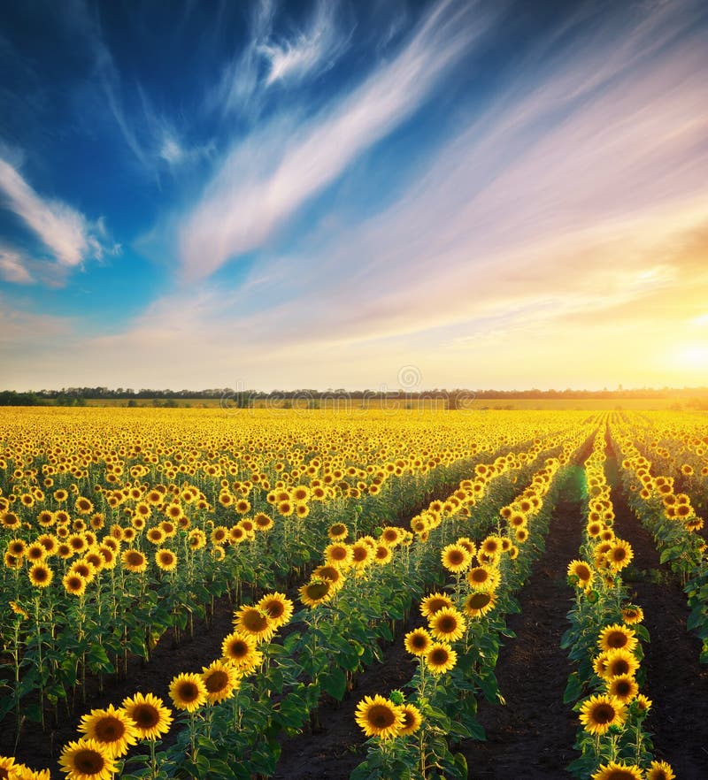 Beautiful Landscape of Dry Tree Branch and Sun Flowers Field Against ...