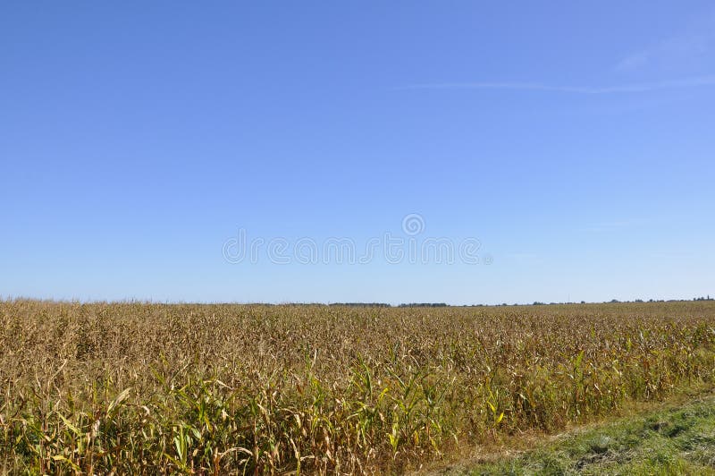 Big Field of Sweet Corn in Gold Colors with Blue Sky Stock Image ...