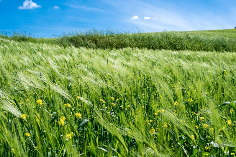 Big Fields of wheat stock image. Image of corns, cultivated - 68419247