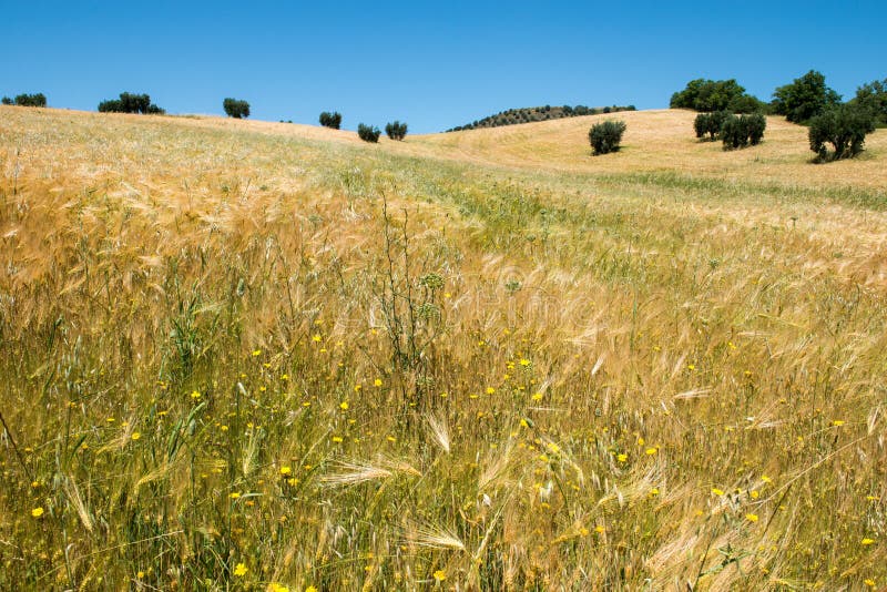 Big Fields of wheat stock image. Image of agriculture - 68419295