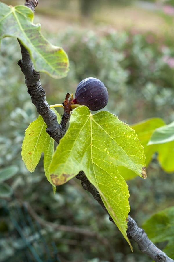 Big Fig Fruit Growing on a Fig Tree Stock Image - Image of france, kind ...