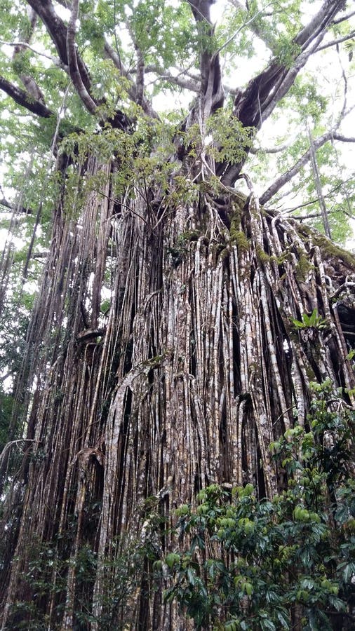 Big Fig Tree stock image. Image of australia, forest - 122981825