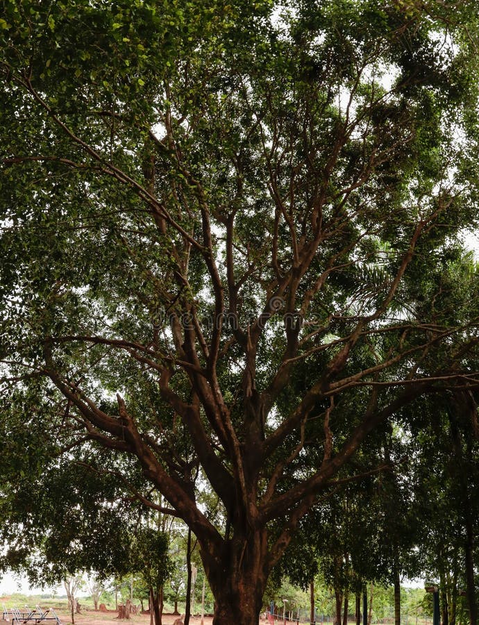 Big fig tree stock image. Image of nature, large, forest - 204447883