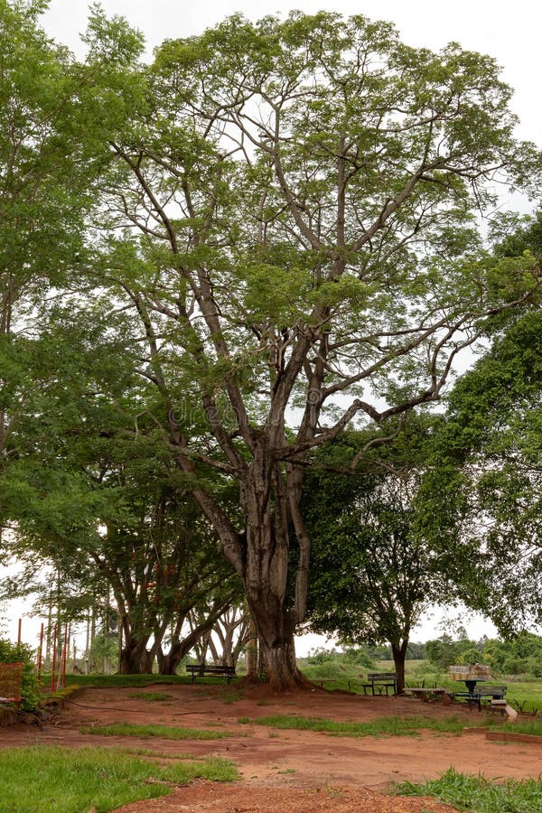 Big fig tree stock photo. Image of garden, wood, ficus - 204450926