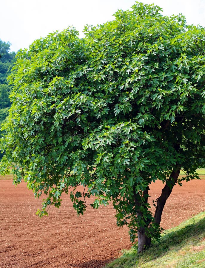 Big Fig Tree with Green Leaves in Spring Stock Photo - Image of food ...