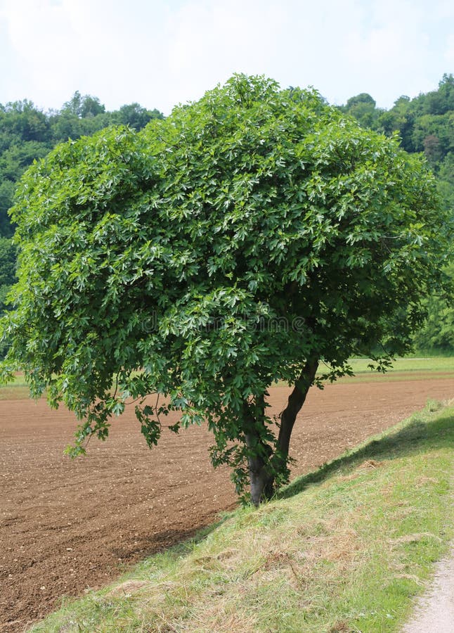 Big Fig Tree with Green Leaves in Spring Stock Image - Image of fruit ...