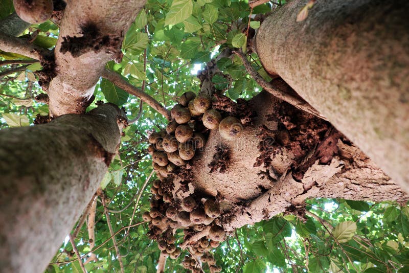 Vietnamese Figs Stock Photos - Free & Royalty-Free Stock Photos from ...