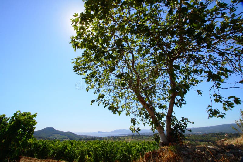 Big fig tree in vineyard stock image. Image of summer - 2985103