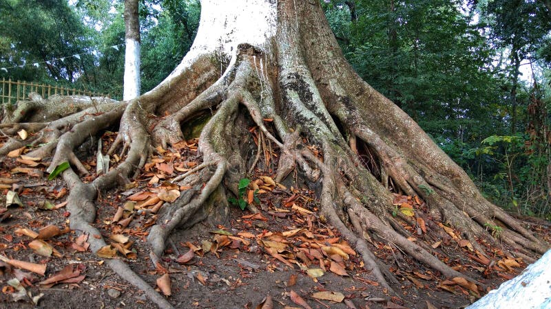 Centenarian Tree, Big Tree with Large Trunk and Big Roots Above the ...