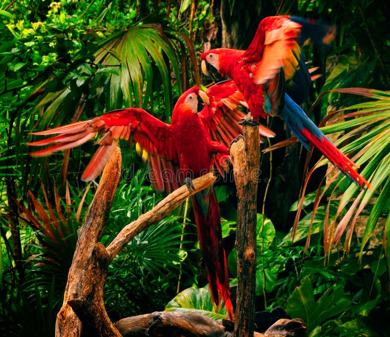 Parrots Fighting Stock Photos - Free & Royalty-Free Stock Photos from ...