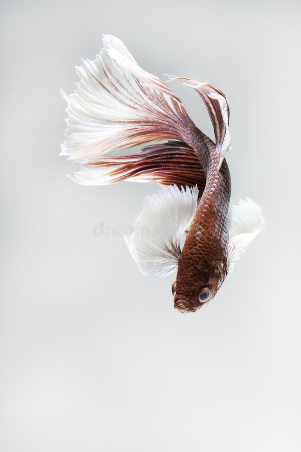 Big Fin Siamese Fighting Fish on Grey Background Stock Image - Image of ...