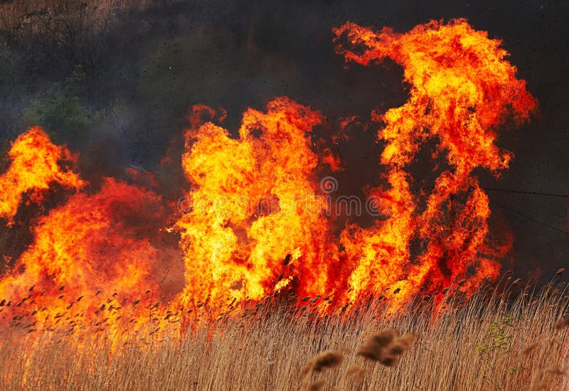 Bush Fire stock image. Image of disaster, bushfire, natural - 1059943